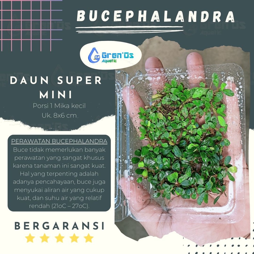 Jual Bucephalandra Sp Super Mini Micro Clump Clum Buce Palandra ...