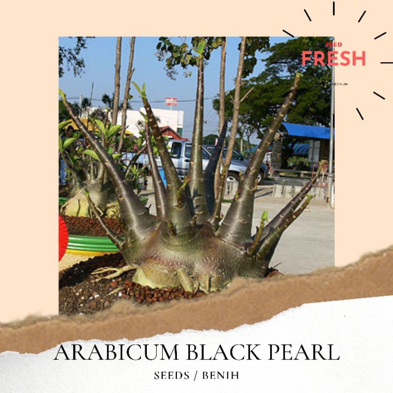 Jual Biji / Seed Adenium KARAKTER | ARABICUM BLACK PEARL | RAYSH ...