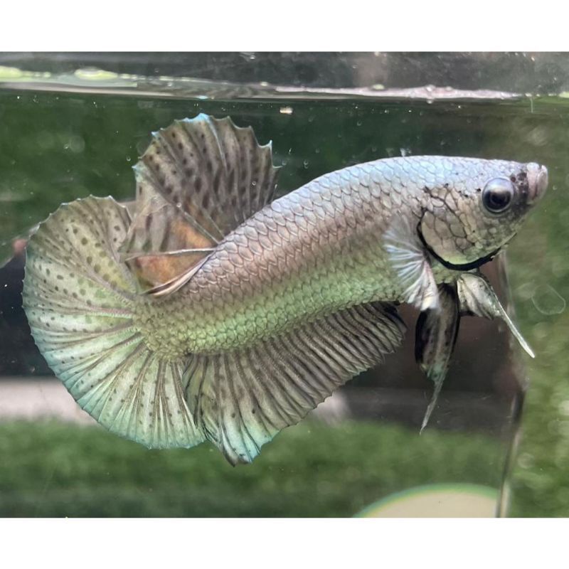 Jual Bahan Avatar Cooper | Shopee Indonesia