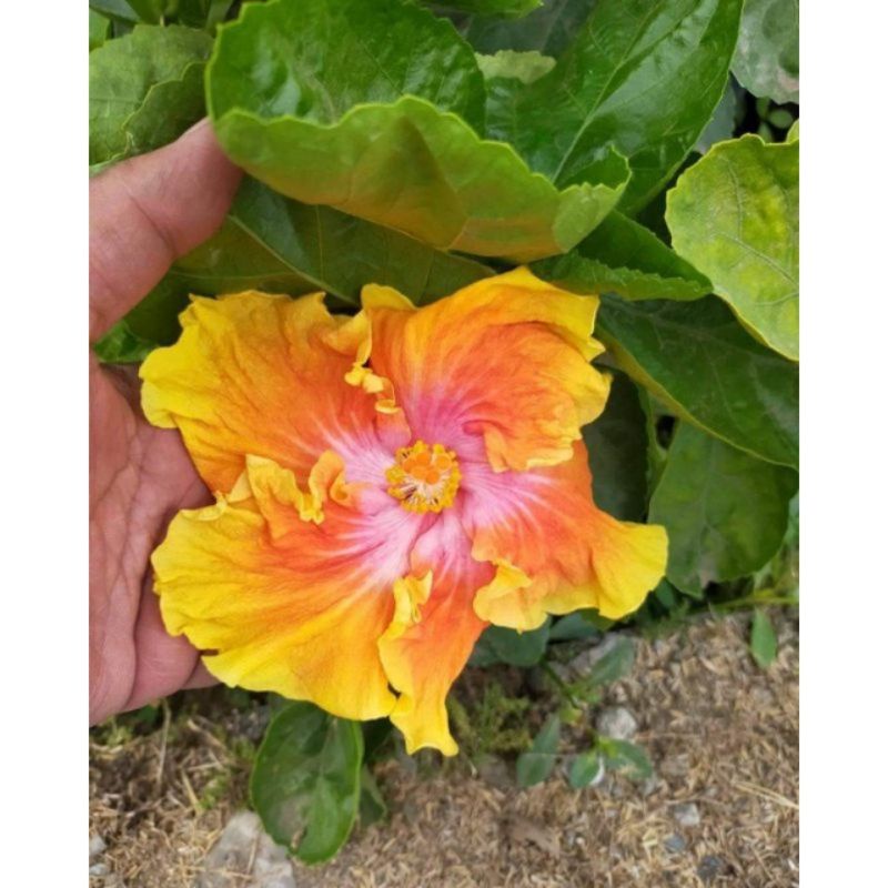 Jual tanaman hias kembang sepatu bunga kuning perpaduan oren | Shopee ...