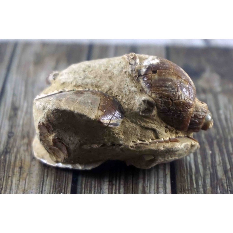 Jual Fosil Keong Kerang Batu Alami Asli | Shopee Indonesia