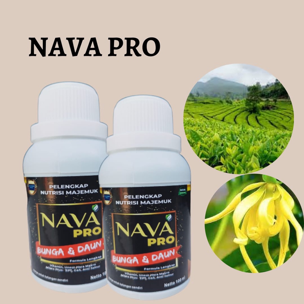 Jual Pupuk Bunga aster cepat berbunga, Nutrisi Tanaman bunga kuku macan ...