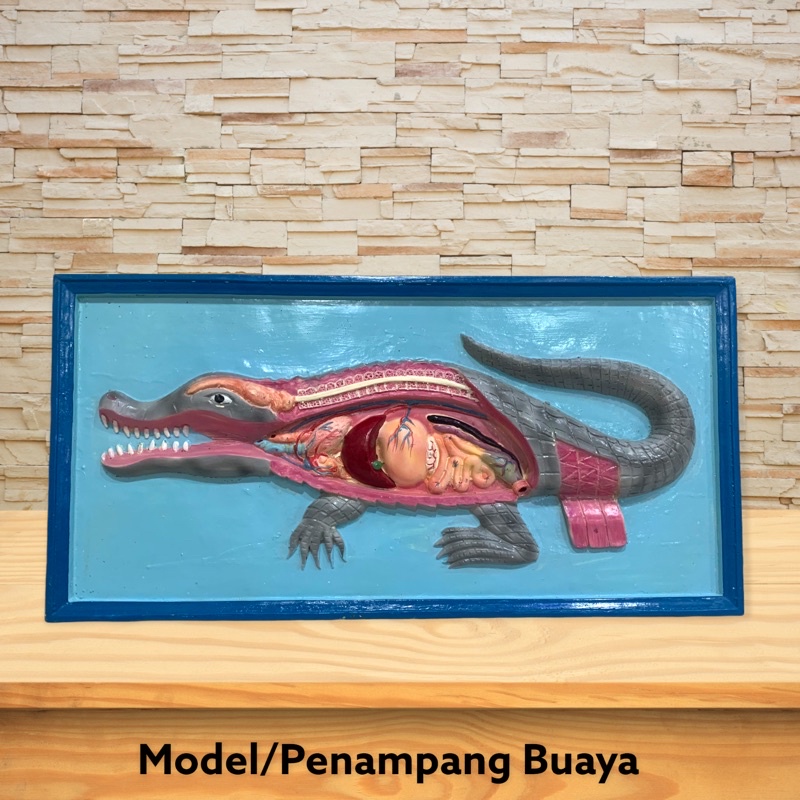Jual Alat peraga replika Model Penampang Buaya - Alat Peraga IPA ...
