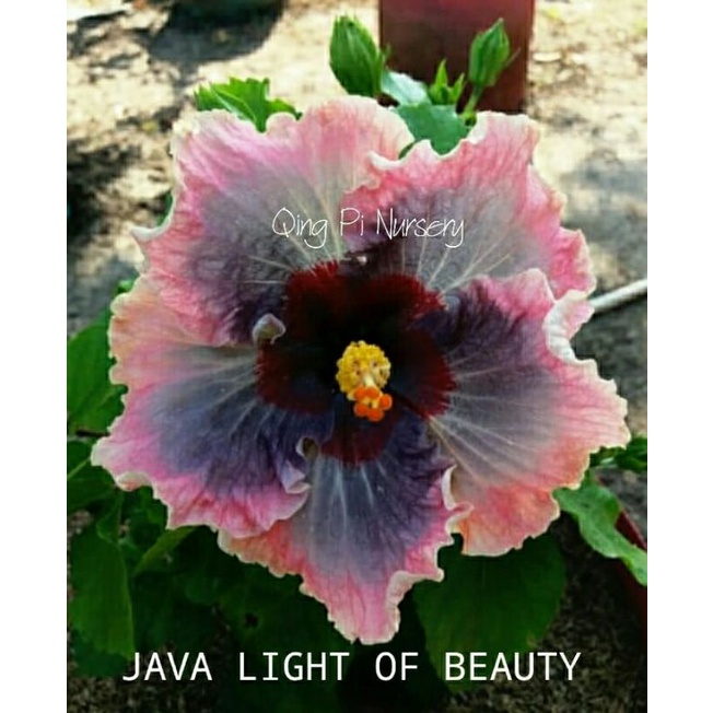 Jual bibit bunga sepatu hibiscus import jenis langka JAVA LIGHT OF ...