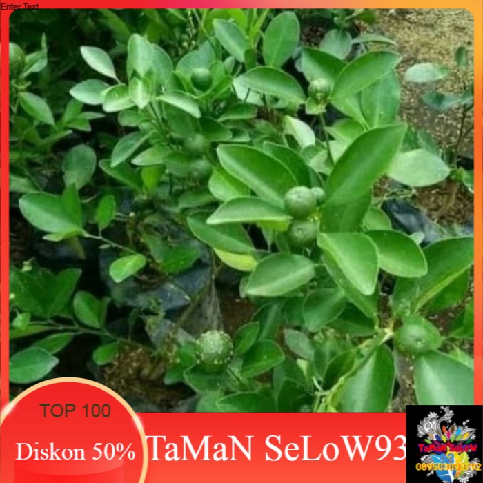 Jual Bibit Tanaman Jeruk Songkit | Pohon Buah Jeruk Kunci | Jeruk ...
