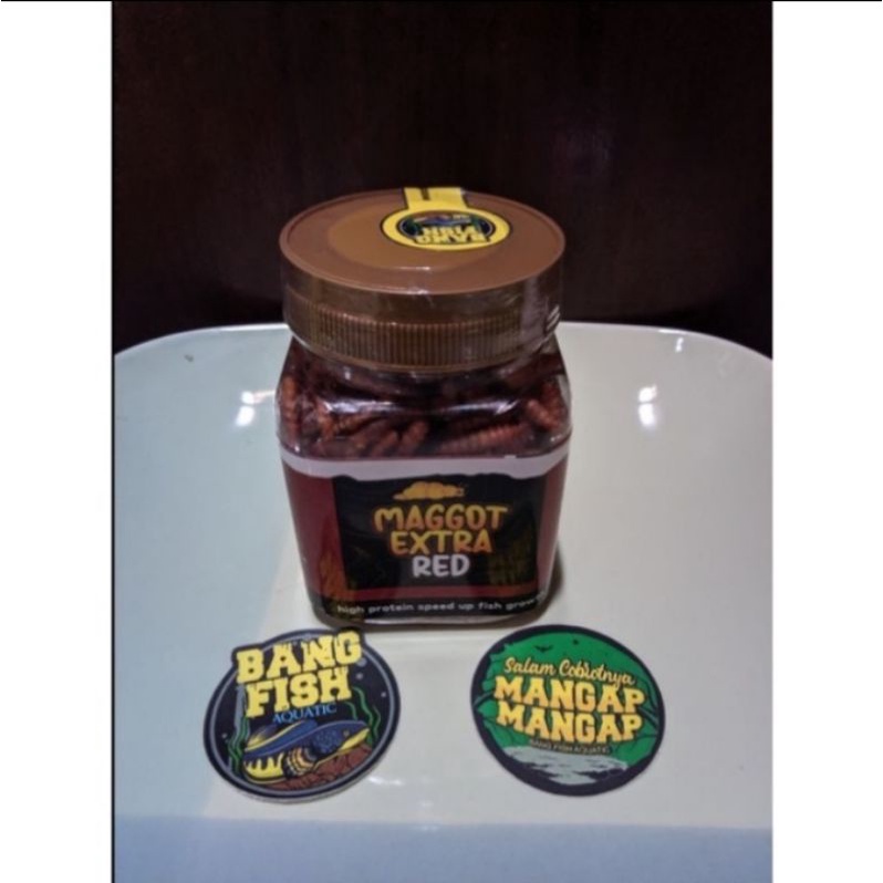 Jual Maggot Super Grade A+++ Bangfish x Fajar arif (Free Sticker Chana ...