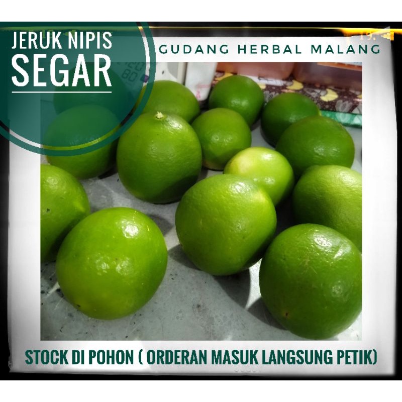 Jual Jeruk Nipis Segar 500g & 1kg Petik Pohon | Shopee Indonesia