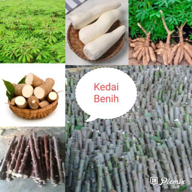 Jual KedaiBenih Stek Bibit Tanaman Singkong ~ 100 Gram | Shopee Indonesia