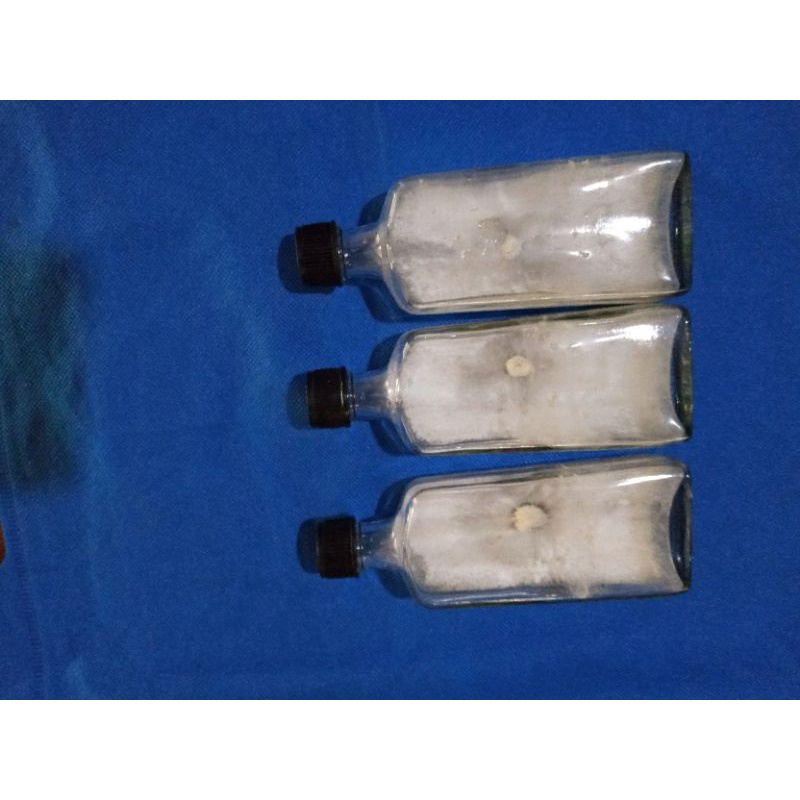 Jual 3botol bibit F0 jamur tiram putih/coklat | Shopee Indonesia