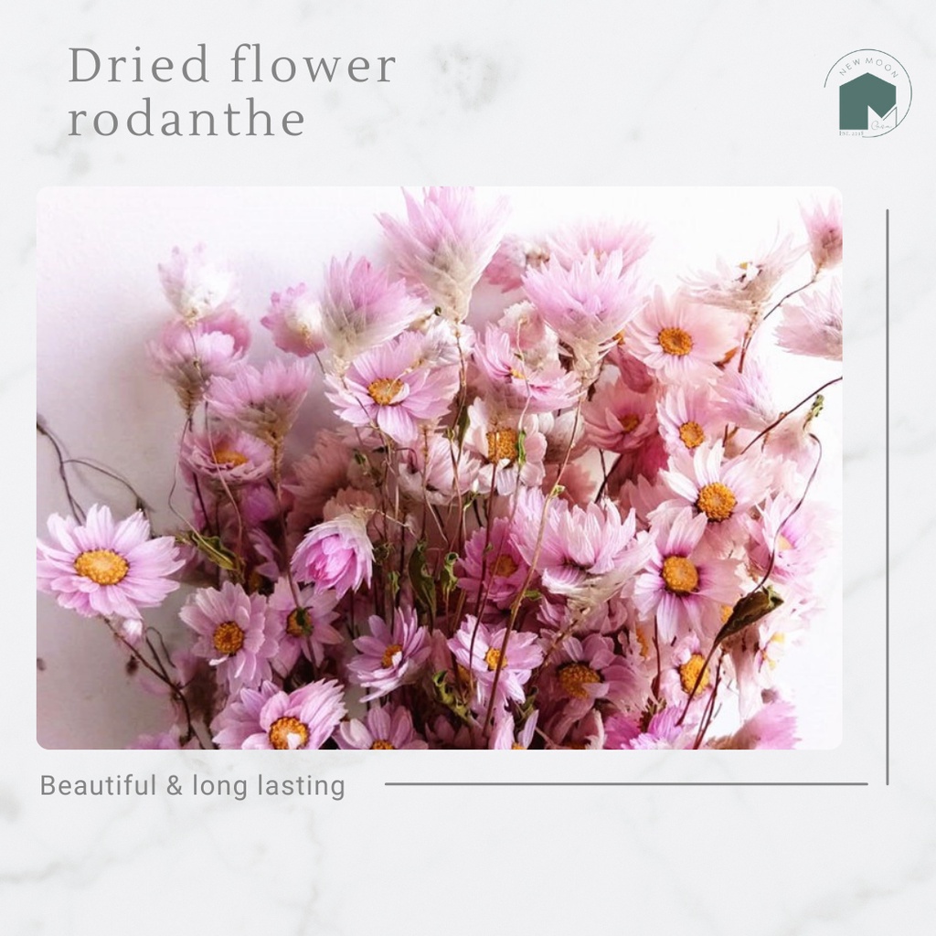 Jual Natural Dried Preserved Daisy Rodanthe Flower Plants Dekorasi ...