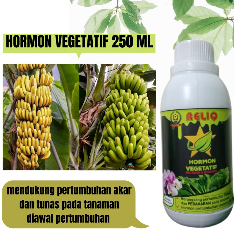 Jual HORMON VEGETATIF 250 ML UNTUK SEGA JENIS TANAMAN PISANG AGAR Untuk ...