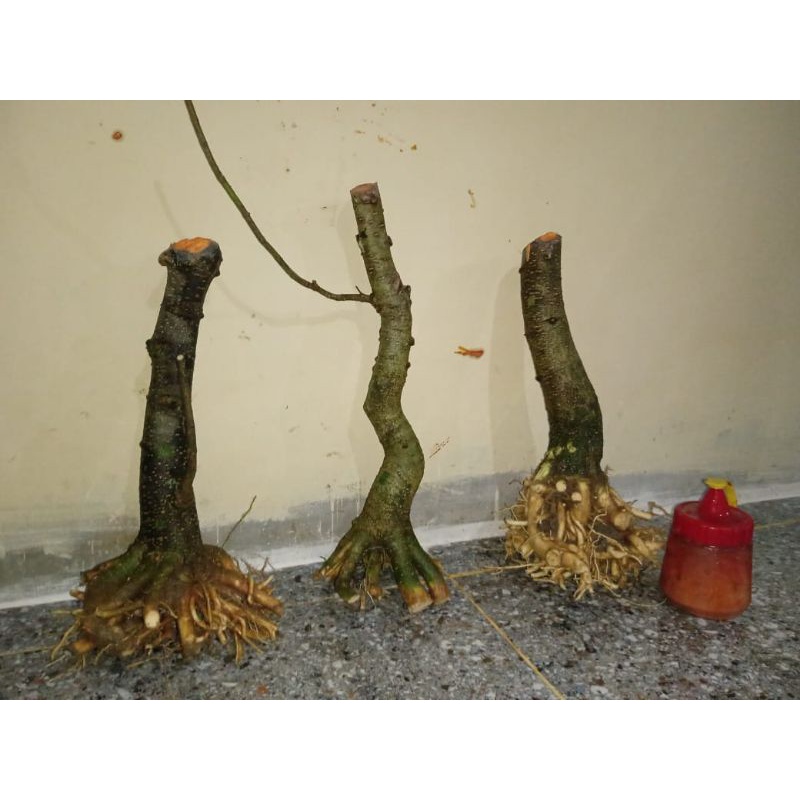 Jual Bahan Bonsai Anting Putri Program Akar | Shopee Indonesia Jual Bahan Bonsai Anting Putri Program Akar | Shopee Indonesia