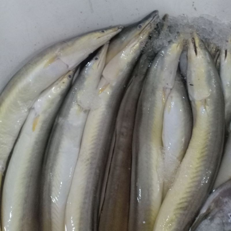 Jual IKAN CUNANG SEGAR IKAN REMANG HASIL LAUT SEGAR HARIAN IKAN REMANG ...