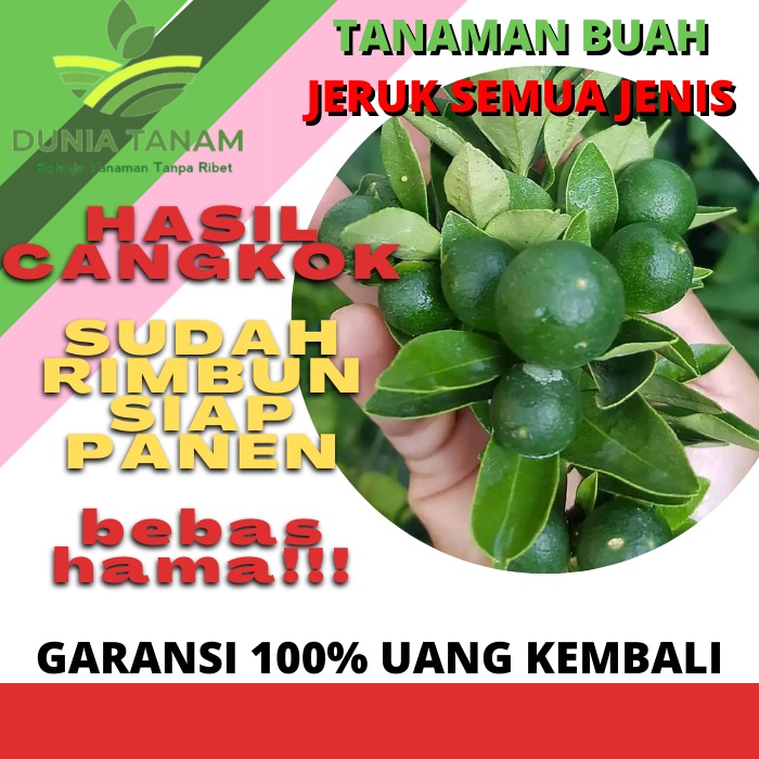 Jual bibit pohon Tanaman buah jeruk limo nipis purut nagami lemon ...