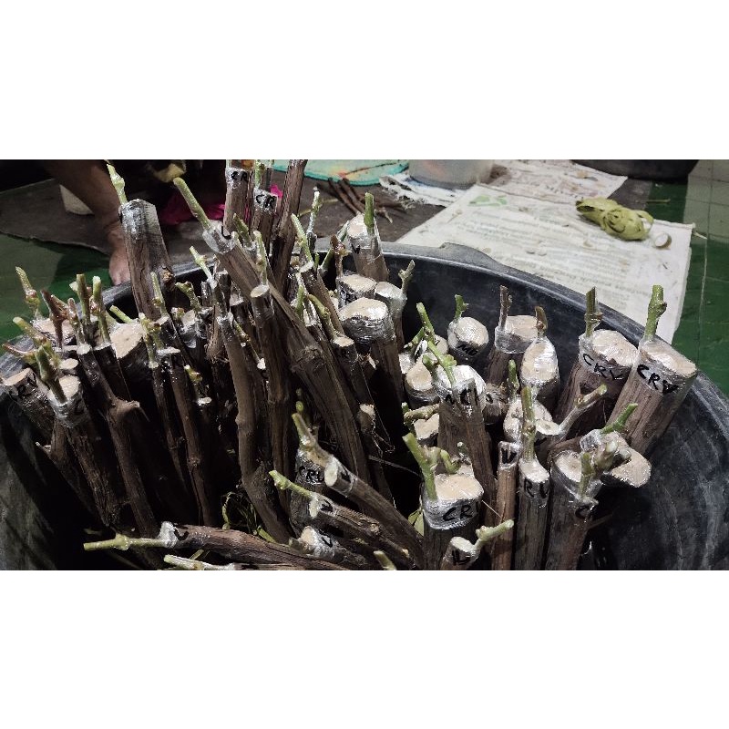 Jual CUCI GUDANG CUTTING GRAFTING ANGGUR IMPORT BERBAGAI VARIAN ...