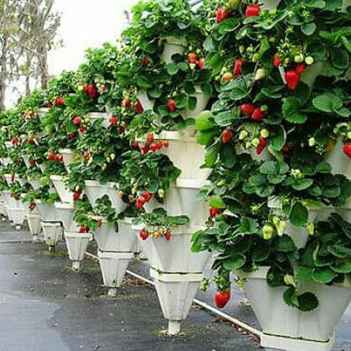 Jual G5P Paket 8 Pcs Bibit Tanaman Stroberi / Strawberry California ...