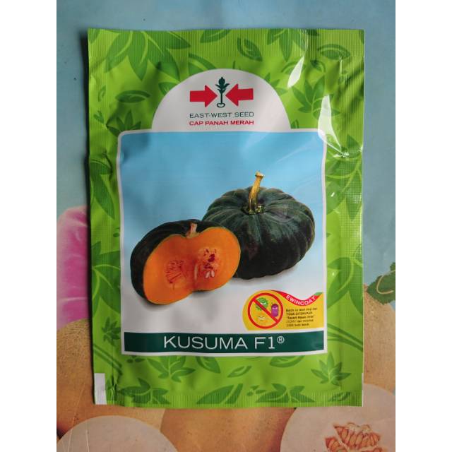 Jual Labu Kuning KUSUMA F1 - Benih labu isi 95 Biji | Shopee Indonesia