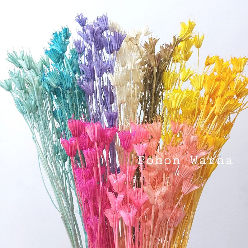 Jual Dried Nigella Flower/ Dried Flower / Bunga Kering | Shopee Indonesia