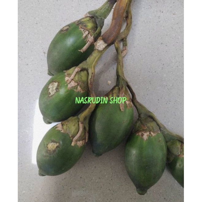 Jual BUAH PINANG MUDA 1KG JAMBE OBAT HERBAL | Shopee Indonesia