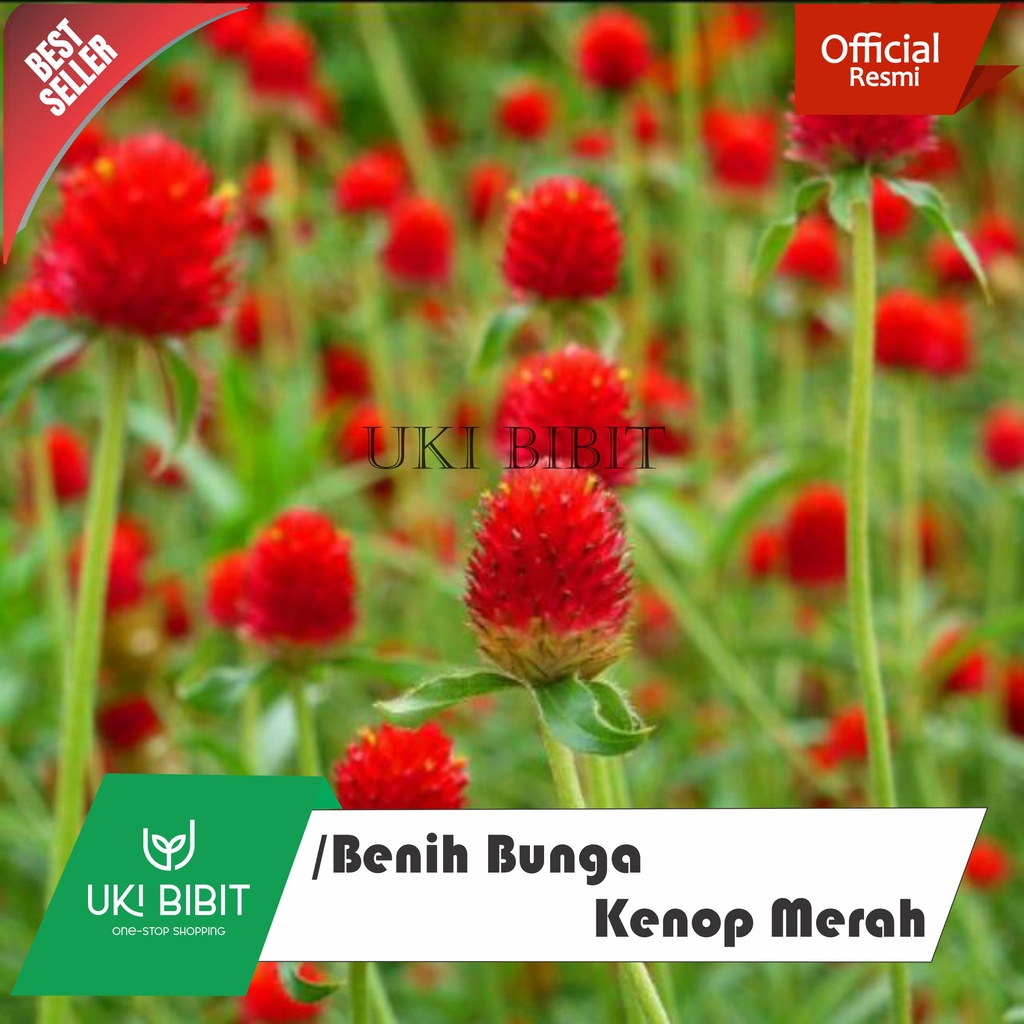Jual ( 10 Butir ) Benih Bunga Kenop Merah | Bunga Kancing | Shopee ...
