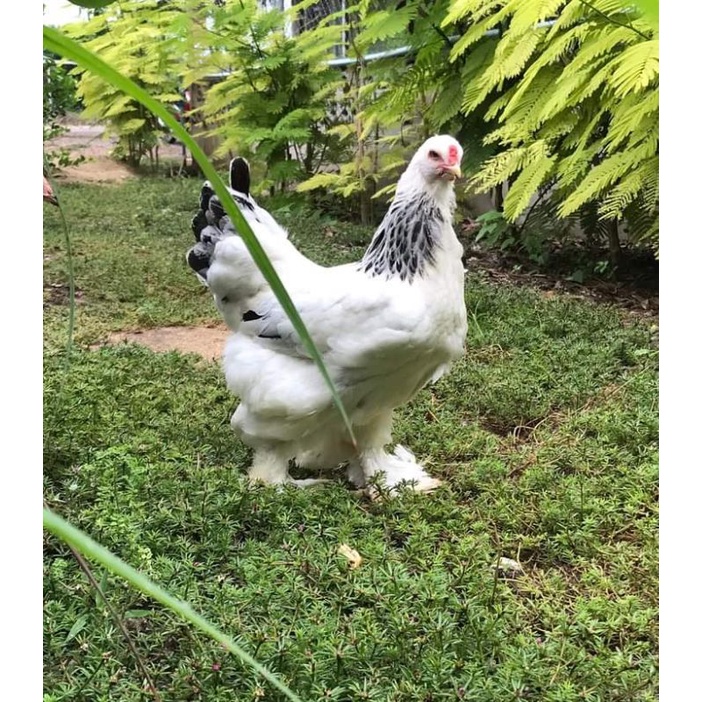 Jual Induk Ayam Brahma Light Buff Indukan Ayam Hias Kaki Berbulu Dewasa ...