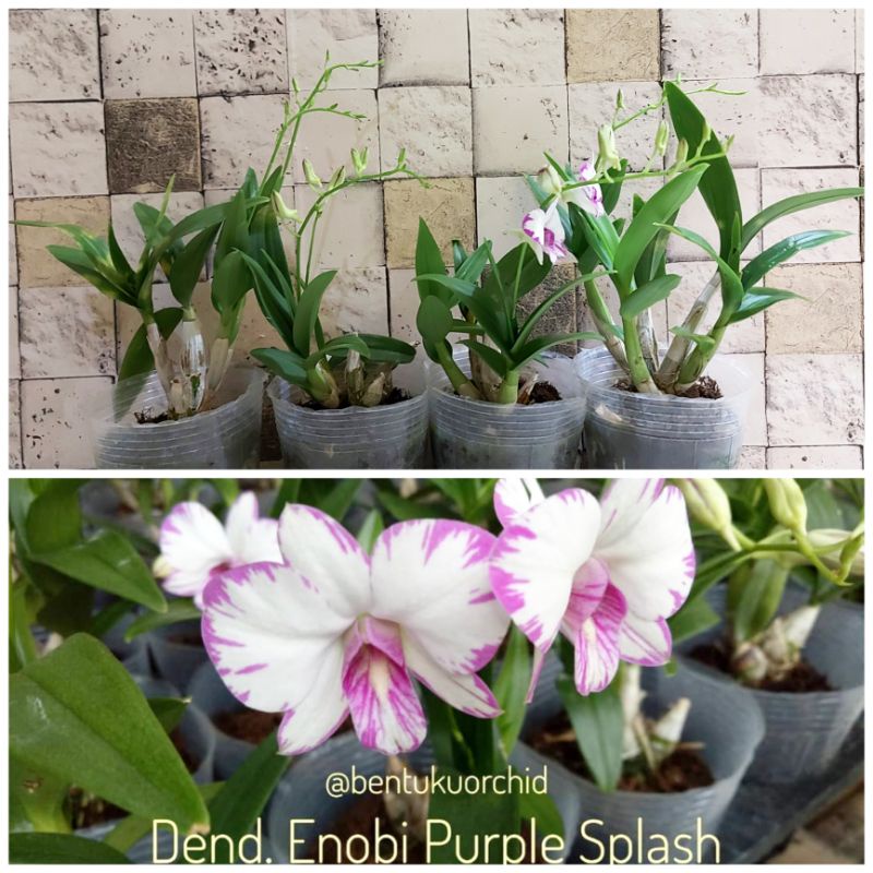 Jual Dendrobium Enobi Purple Splash/ Anggrek Dendrobium Enobi / Anggrek ...