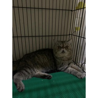 Jual SOLD KUCING BSH X MUNCHKIN NO PERSIA NO ANGGORA NO HIMALAYA NO ...