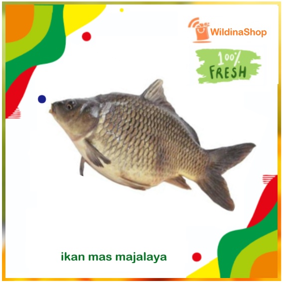 Jual Ikan Mas Hidup & Segar [1kg] | Shopee Indonesia