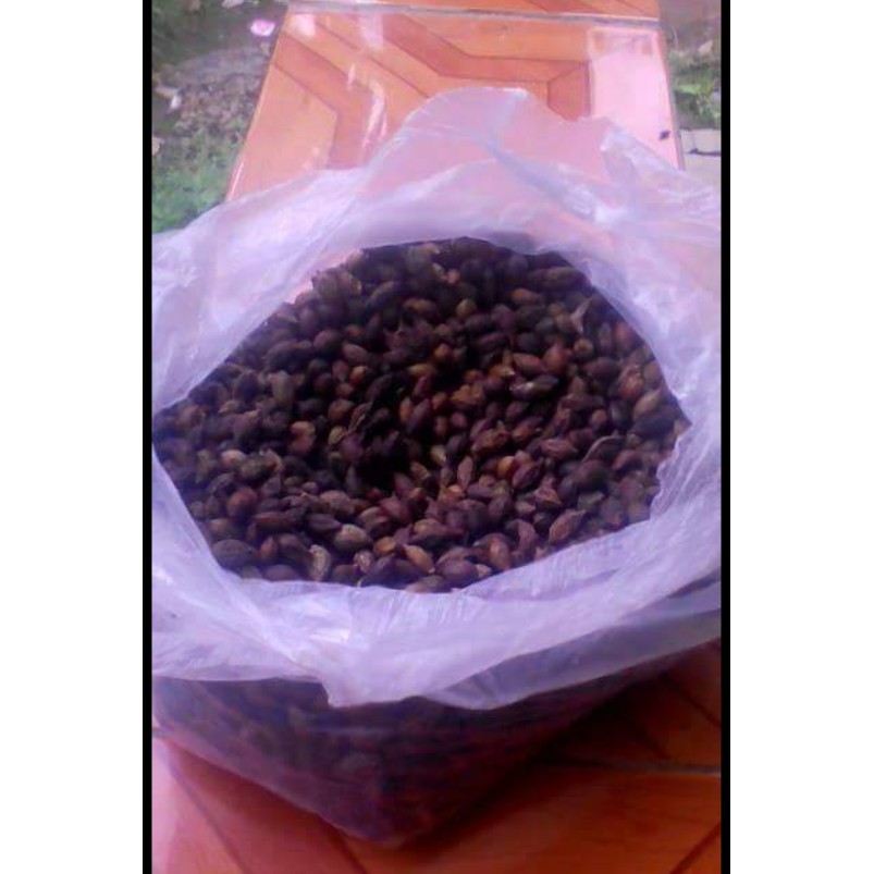 Jual Jual 5 Ons Benih Biji Pohon Ketapang Kencana | Shopee Indonesia Jual Jual 5 Ons Benih Biji Pohon Ketapang Kencana | Shopee Indonesia