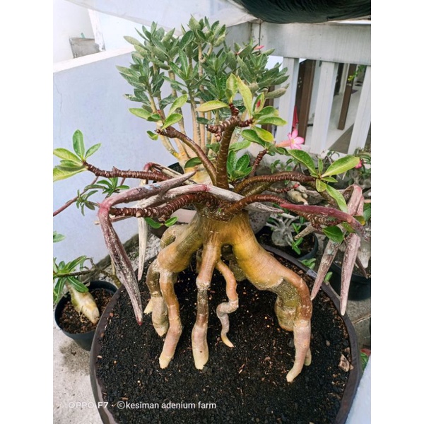 Jual biji adenium/kamboja black queen crossing | Shopee Indonesia