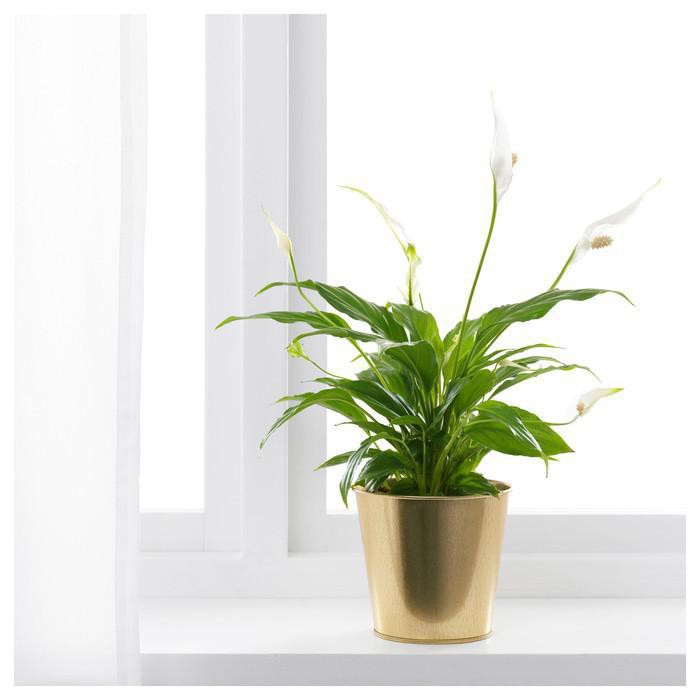 Jual DAIDAI Pot tanaman, warna kuningan | Shopee Indonesia