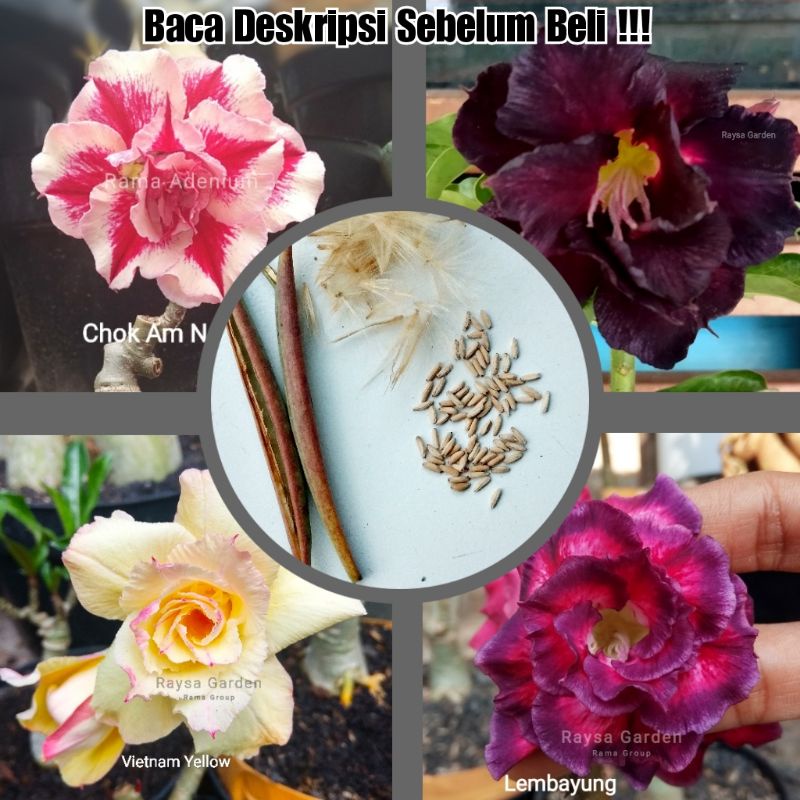 Jual benih biji adenium bunga tumpuk hybrid | Shopee Indonesia