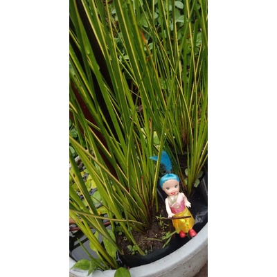 Jual tanaman air lidi air(4 pohon) | Shopee Indonesia