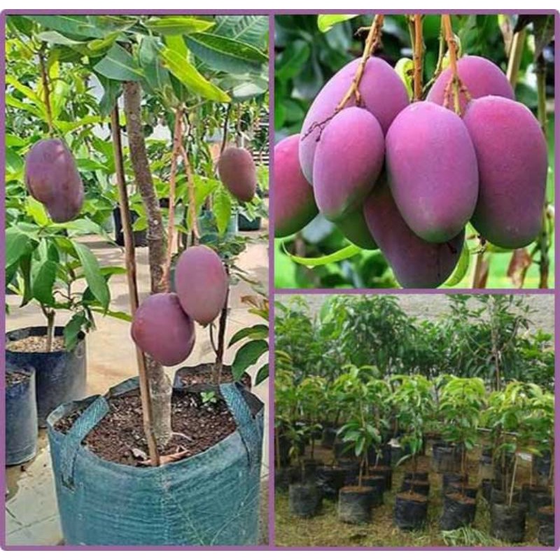 Jual paket mangga Irwin 6 pcs | Shopee Indonesia
