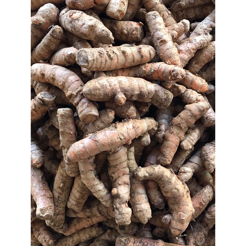 Jual KUNYIT / KUNIR SEGAR ( 1 KG ) | Shopee Indonesia
