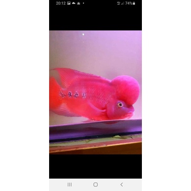 Jual burayak ikan louhan super red monkey size 2cm-3cm | Shopee Indonesia