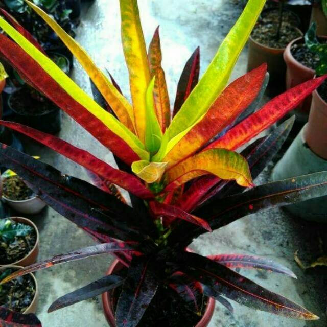 Jual Tanaman Hias Puring Api atau Nori | Shopee Indonesia