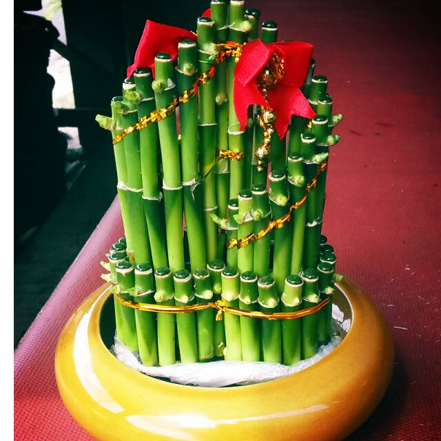 Jual Bambu Hoki jenis cobra special imlek | Shopee Indonesia