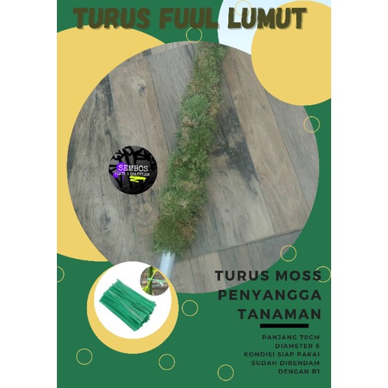 Jual media tanam rambat Turus moss lumut hidub panjang 70cm | Shopee ...