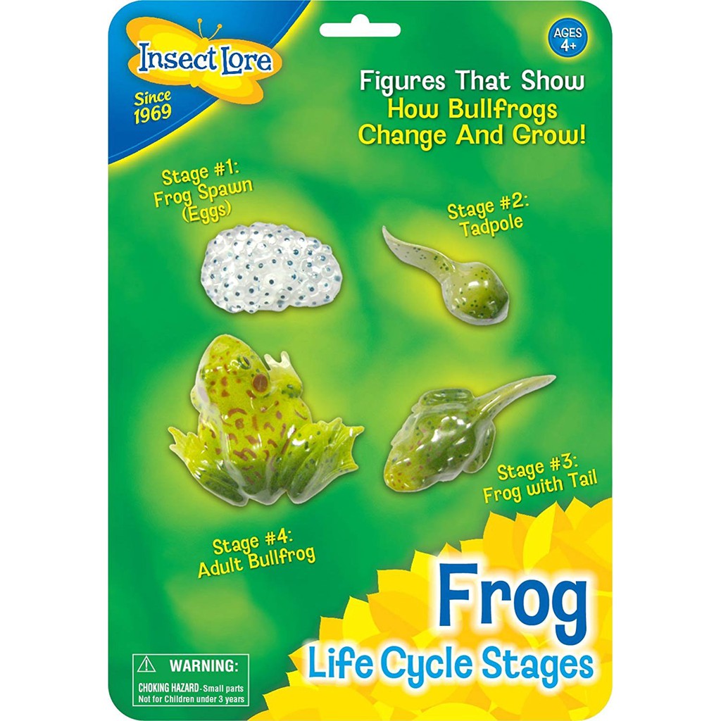 Jual ELC - Frog Life Cycle Stages | Shopee Indonesia