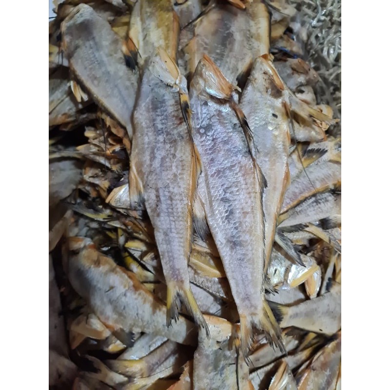 Jual IKAN BIANG ASIN 250GR ( KHAS BENGKALIS RIAU) | Shopee Indonesia