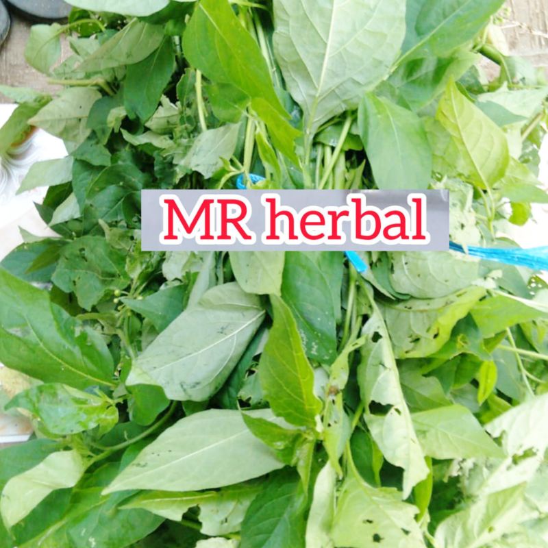 Jual Daun ranti atau lenuca Hayam segar per 500 gram | Shopee Indonesia