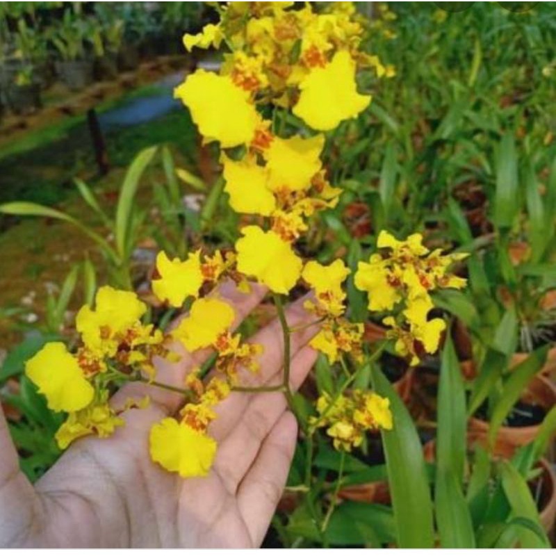 Jual anggrek oncidium golden shower dewasa | Shopee Indonesia