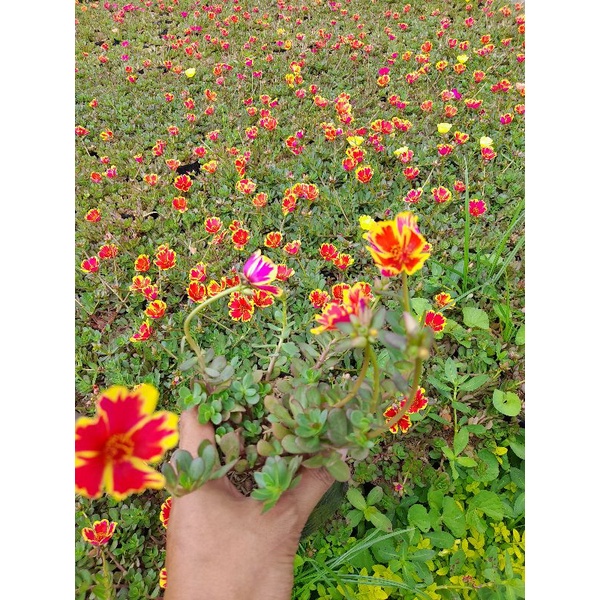 Jual sutra bombay portulaka | Shopee Indonesia