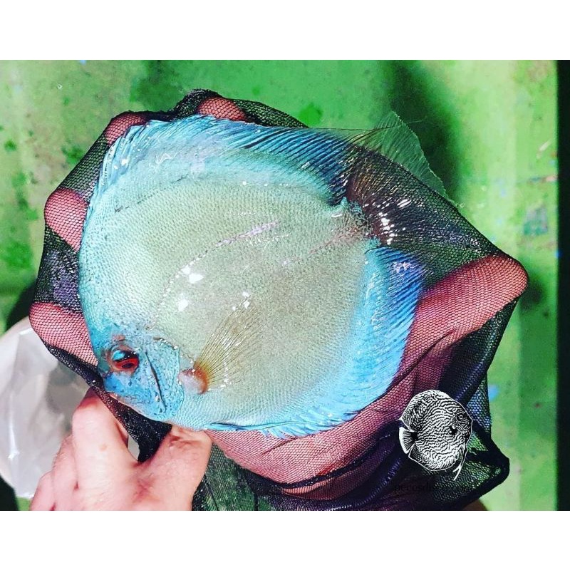 Jual DISCUS 5 INCH ( INDUKAN IKAN DISCUS ) | Shopee Indonesia