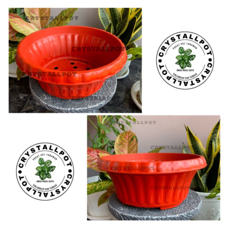 Jual pot bunga tanaman bonsai glory 30 tebal - BONSAI GLORY 30 MERAH ...