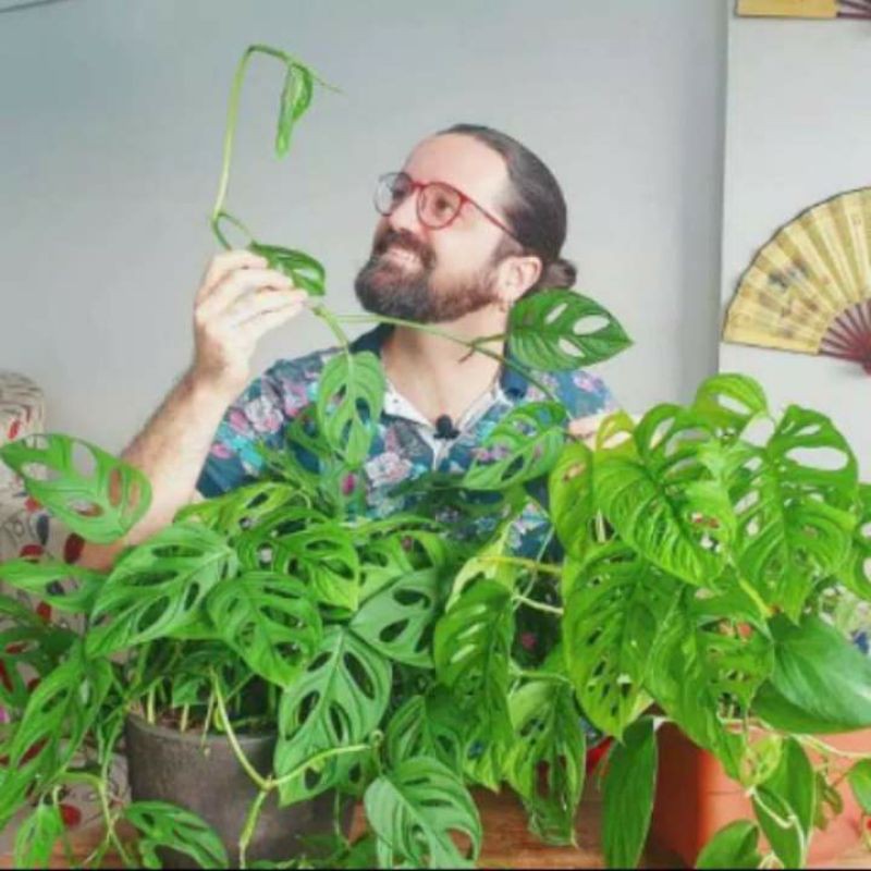 Jual Tanaman Hias Daun Monstera Obliqua | Tanaman Menjuntai | Merambat ...