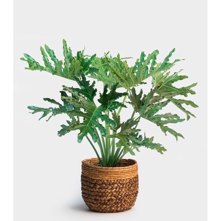 Jual tanaman Hias philodendron selloum philo jari -tamaman hidup ...