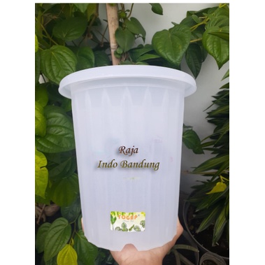 Jual Pot Bunga Yogap Ypt 18 Yogap Bening Transparan Pot Yogap Besar 15 ...