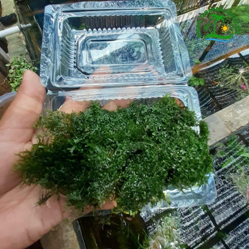 Jual Moss Ricardia Mini Pelia Clump Porsi Mika tanaman Hias Aquarium ...
